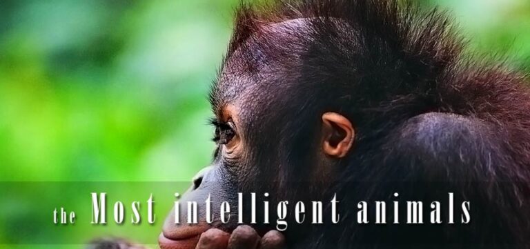 Animal IQ Rankings: Top Most Intelligent Animals in the World ...