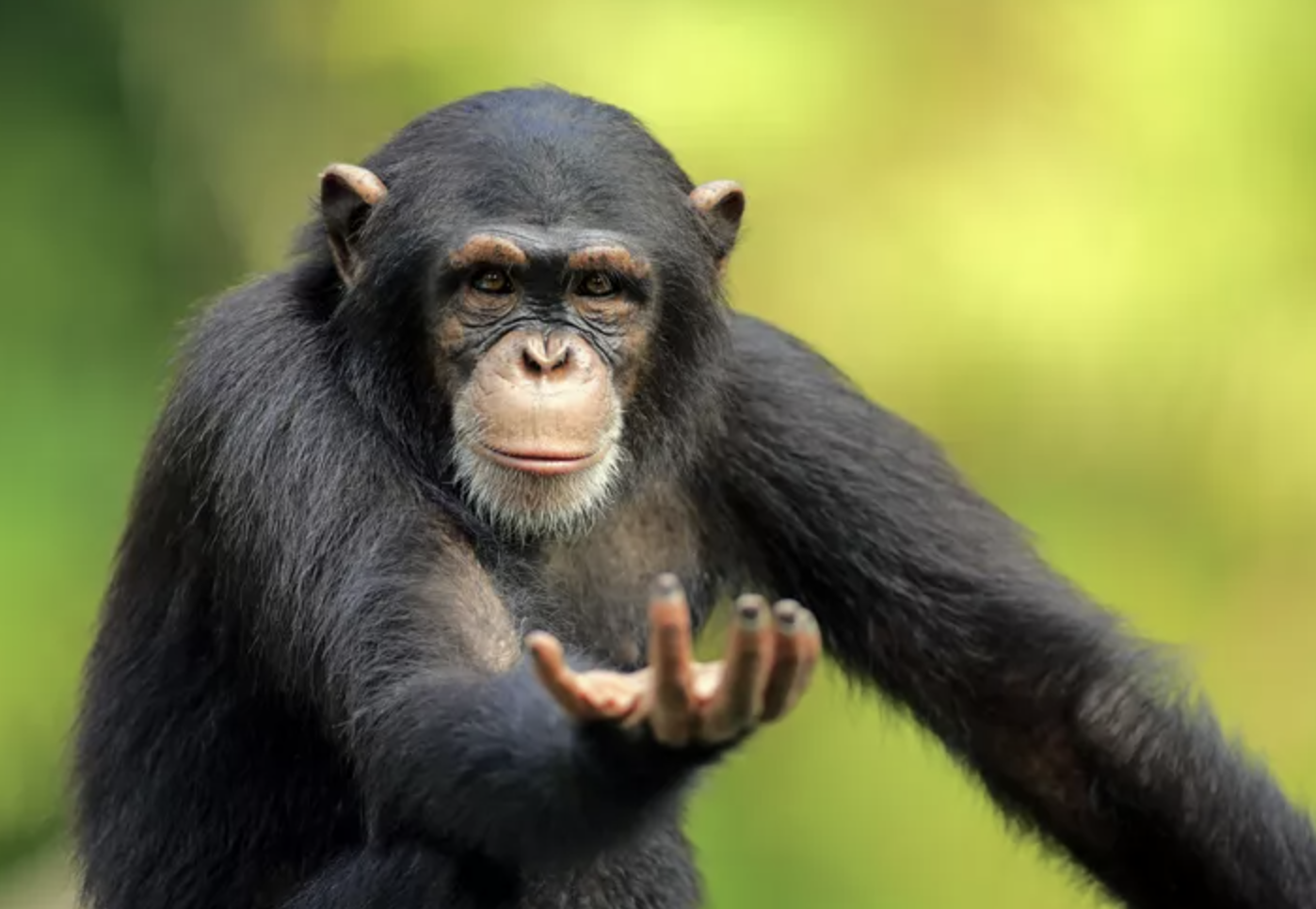 Animal IQ Rankings: Top Most Intelligent Animals in the World ...