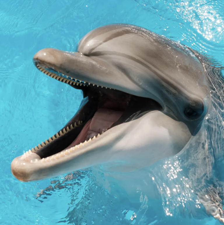 Animal IQ Rankings: Top Most Intelligent Animals in the World ...