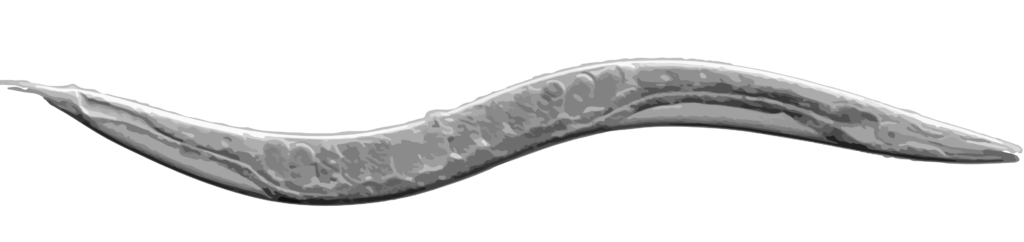 Gary Ruvkun and the Science of Aging - Josh Mitteldorf