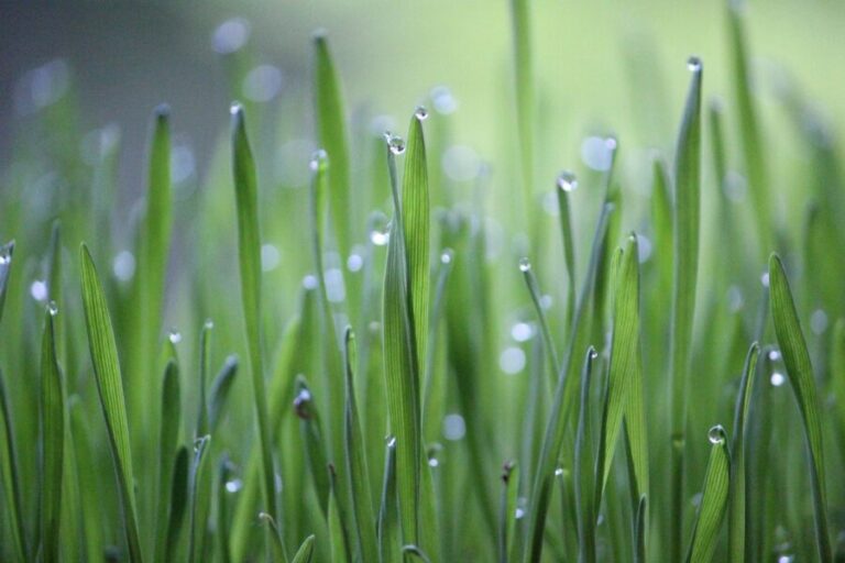 Wheatgrass Compounds Beat Vitamin C as Antioxidants - SciChi
