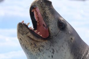 Antarctic Leopard Seals Show Surprising Individual Hunting Habits ...