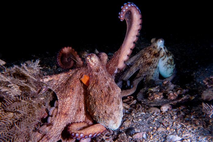 Wild Octopus Arms Reveal Secrets of Nature's Most Flexible Limbs - Wild ...