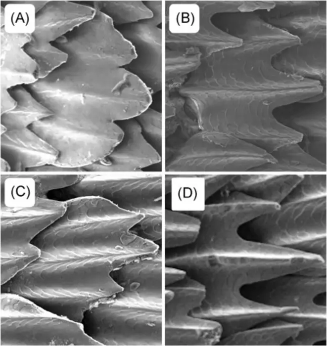 Shark Skin Reveals A Hidden Armor That Changes With Age - Wild Science