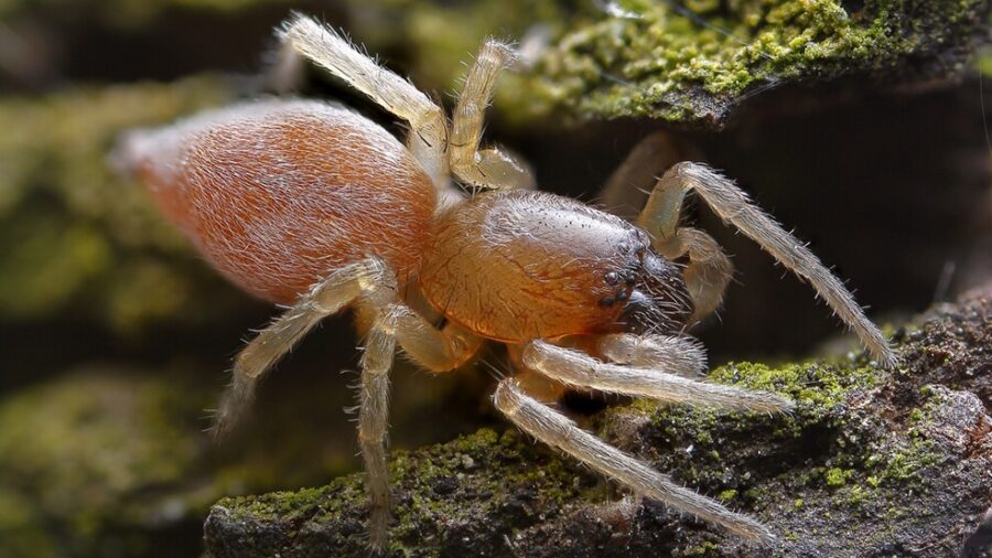 How Winter Spiders Keep Their Blood From Turning To Ice - Wild Science