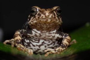 Three New Tree Toads Give Birth, Skipping The Tadpole Stage - Wild Science