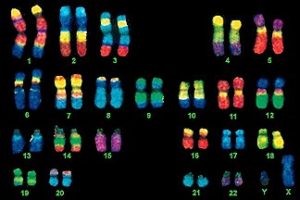 Detecting Fetal Chromosomal Defects Without Risk - ScienceBlog.com
