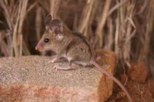 Giant animals lived in Amazonian mega-wetland - ScienceBlog.com