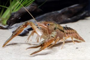 Trashy Life: Crayfish Turn Rubbish into a Home - ScienceBlog.com