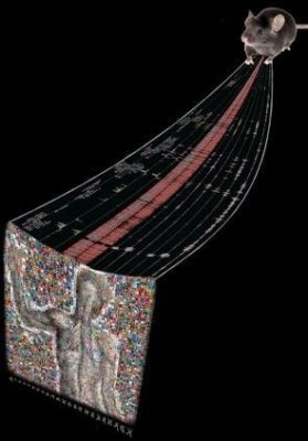 Similarities and differences between mice and humans revealed ...