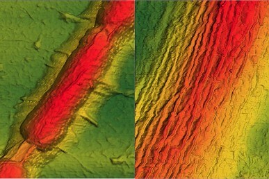 Germs add ripples to make ‘groovy’ graphene - ScienceBlog.com