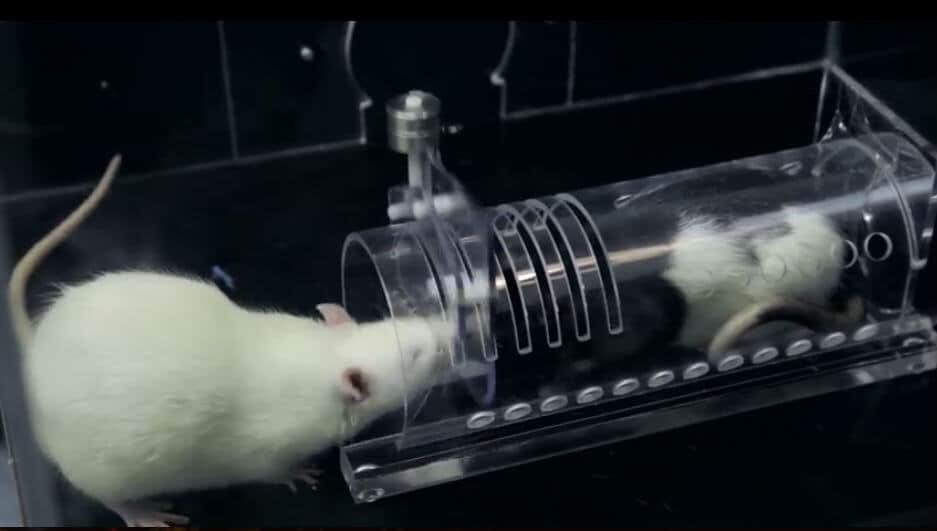 Study finds anti-anxiety drug limits rats’ empathetic behavior ...
