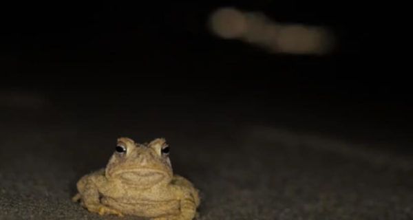 What hibernating toads tell us about climate - ScienceBlog.com