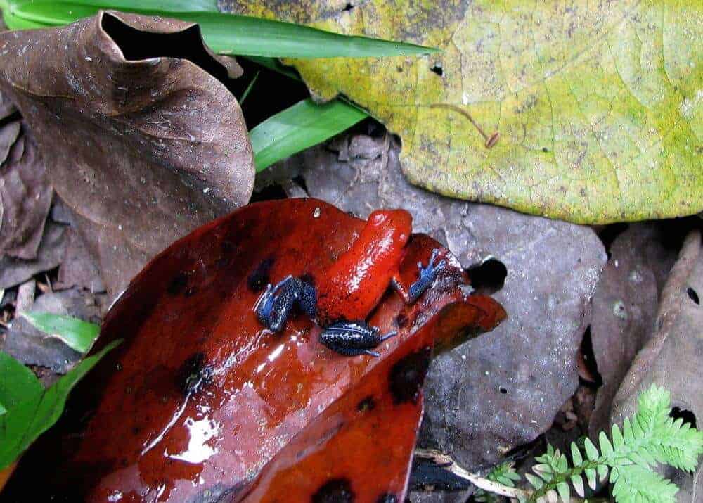 Frogs That Can Take the Heat Expected to Fare Better in a Changing ...