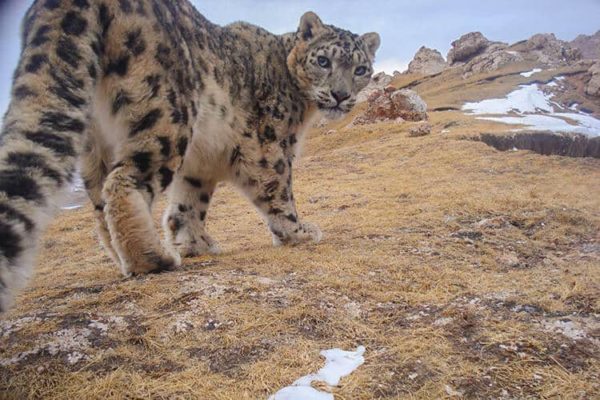 Climate refuges identified for endangered snow leopards - ScienceBlog.com