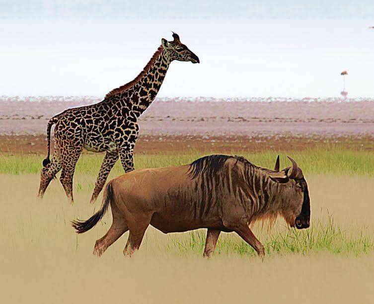 How Does Saving A Wildebeest Migration Help Giraffes? - ScienceBlog.com