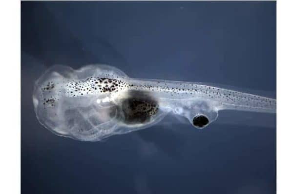 Blind tadpoles learn visually after researchers graft eyes onto tails ...