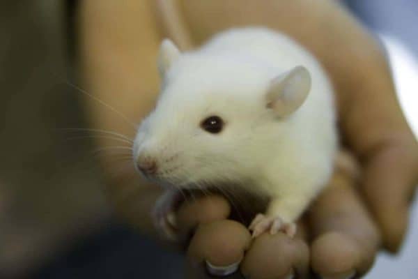 Mice treated with this cytokine lose weight by ‘sweating’ fat ...