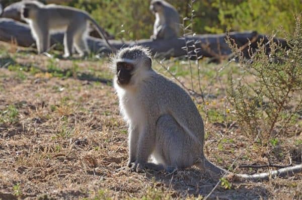 Chunky Monkeys: Study hints how genes, pedigree, and environment ...