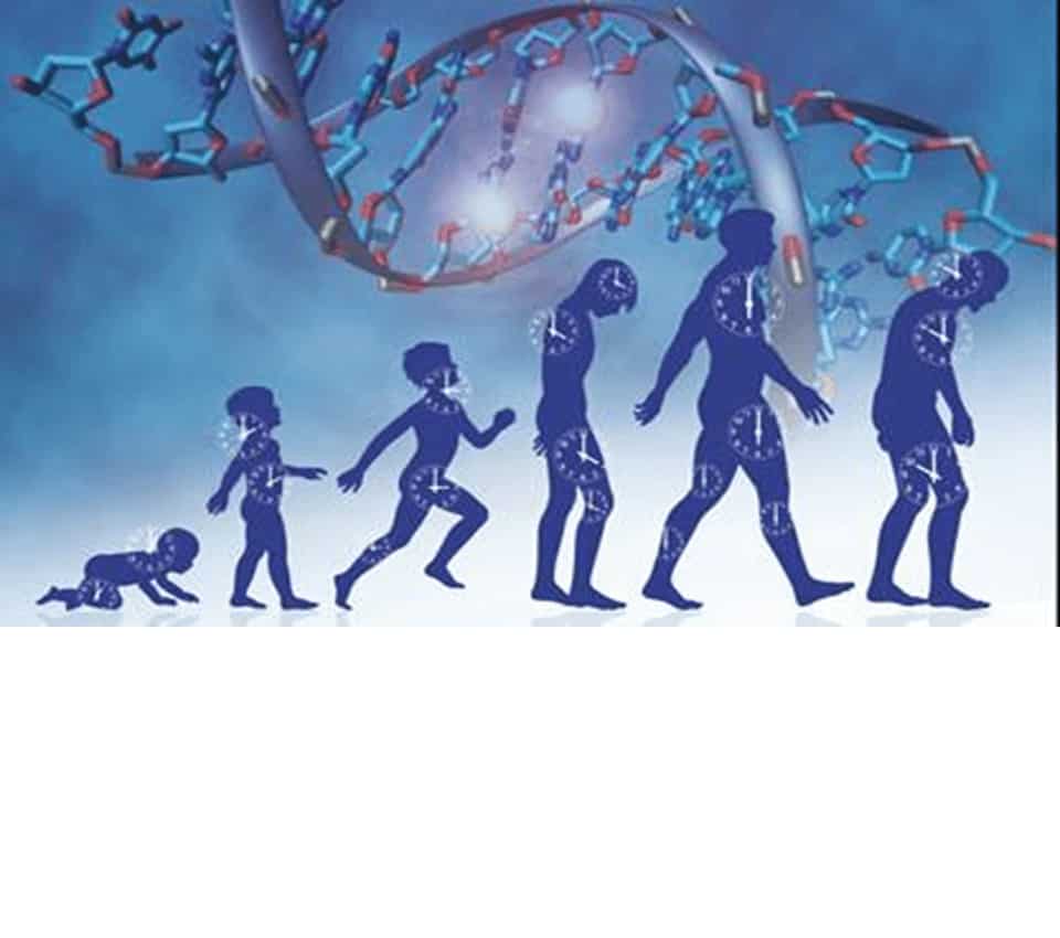 Progress in Methylation-based Aging Clocks - ScienceBlog.com