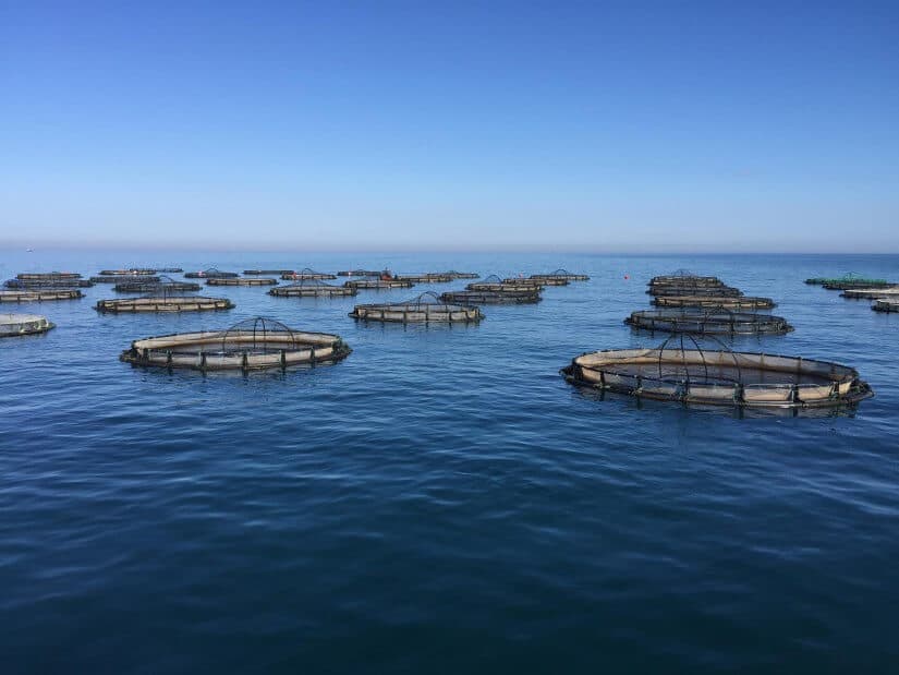 Europe must sea food in a new way thanks to warming waters ...