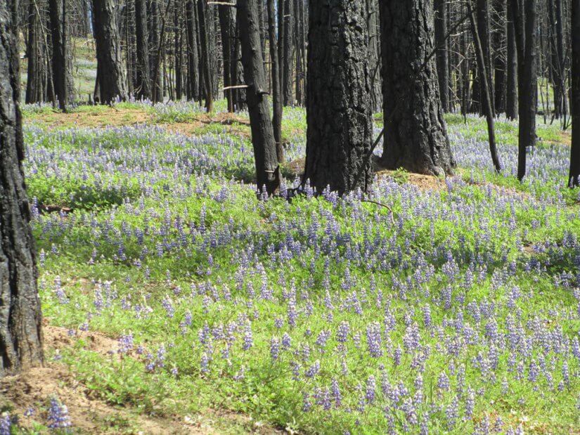 Everything you wanted to know about wildland forest fires but were ...