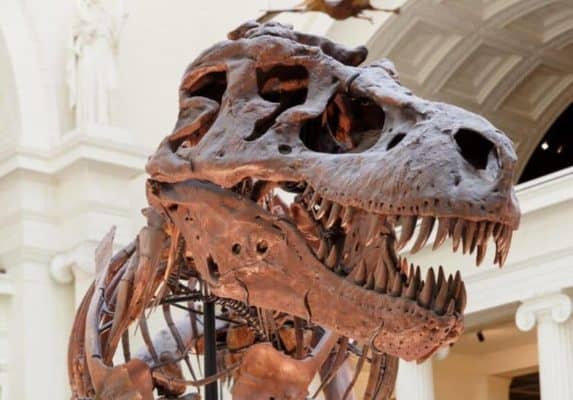 New clues unearthed about mammals’ rapid evolution after dinosaur ...