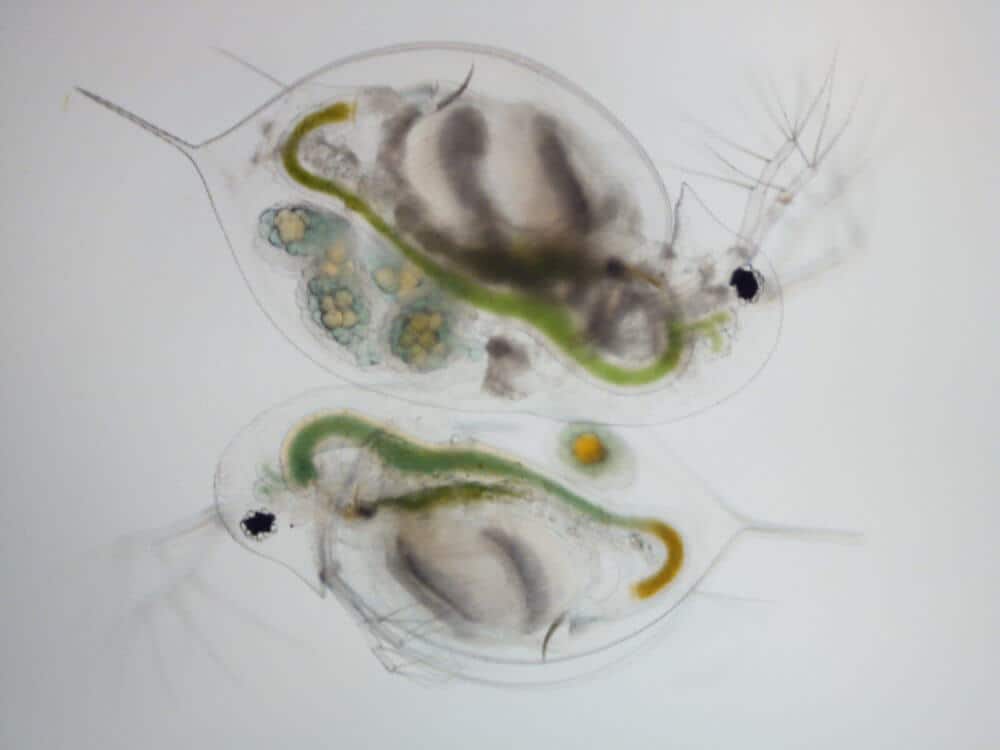 Cyanobacteria toxins protect tiny lake dwellers from parasites ...