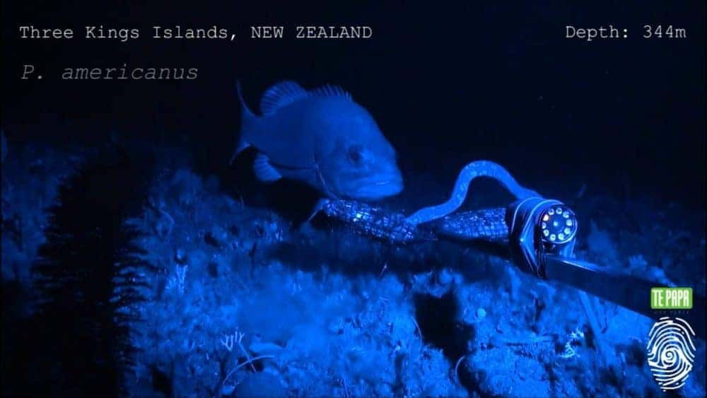 Unraveling threads of bizarre hagfish’s explosive slime - ScienceBlog.com