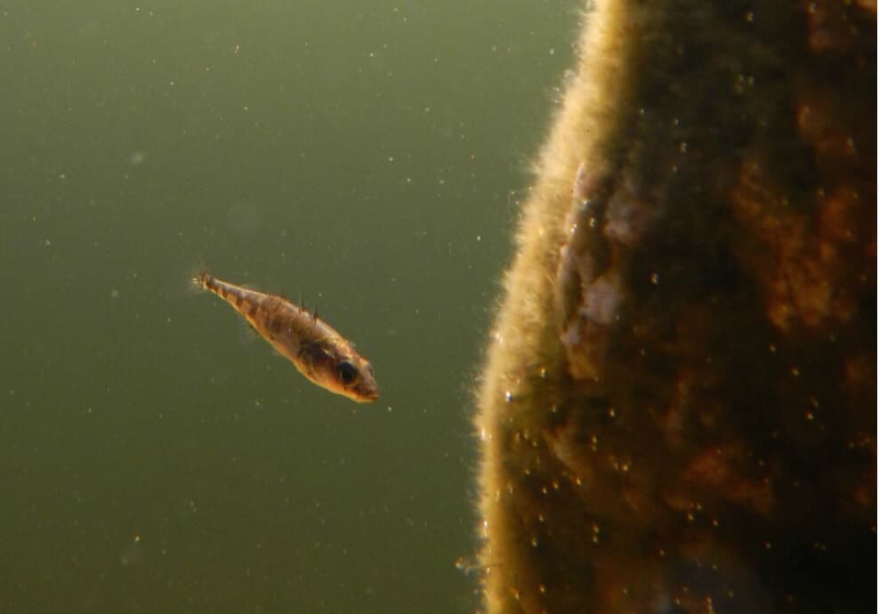 How one gene in a tiny fish may alter an aquatic ecosystem ...