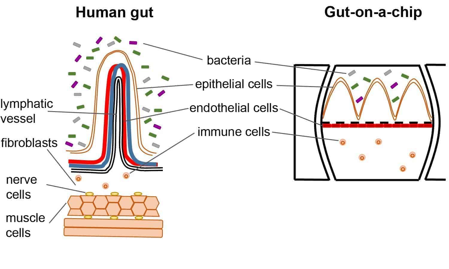 How close does a gut-on-a-chip resemble our gut? - ScienceBlog.com