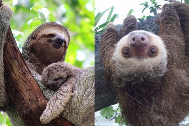 Sloths: how did two different animals wind up looking so similar ...