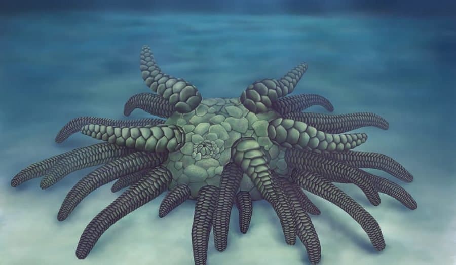 The return of Cthulhu — the small sea critter - ScienceBlog.com