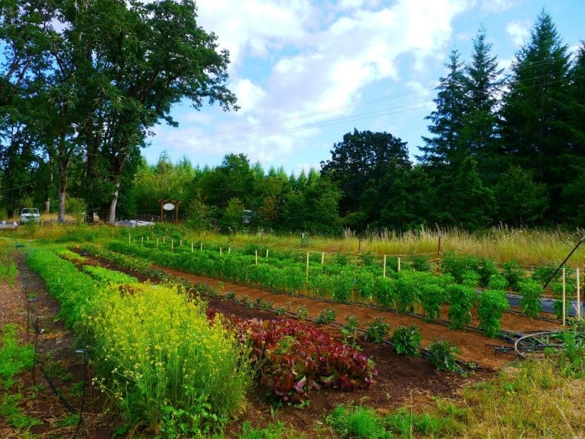 Small farms produce more food than statistics show - ScienceBlog.com