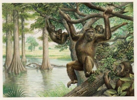 Rare Hungarian fossil gives new view on human evolution - ScienceBlog.com