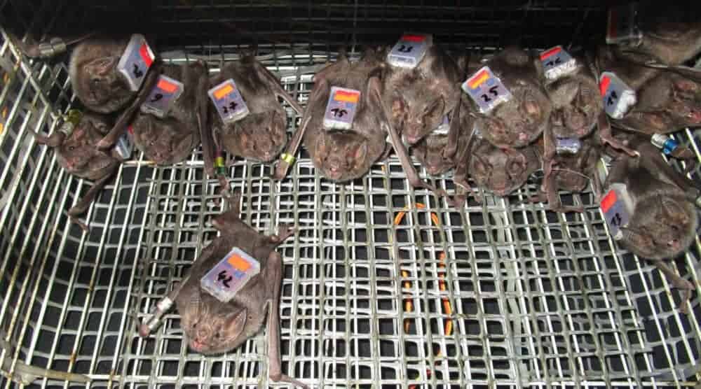 Vampire bats give a little help to their friends - ScienceBlog.com