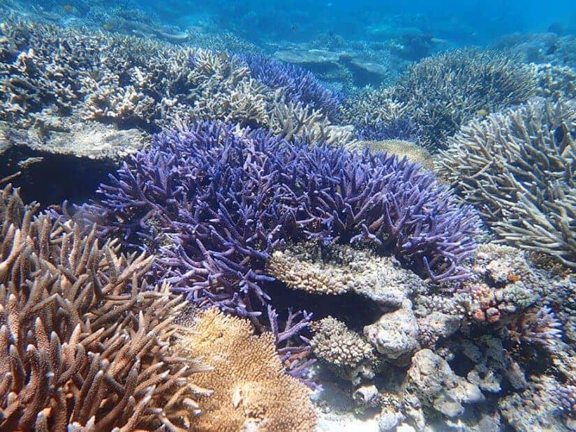 Matchmaking corals from different colonies could reduce bleaching ...
