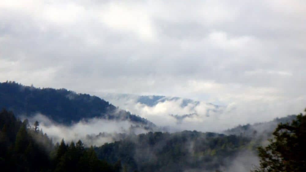 Traces in the Fog - ScienceBlog.com