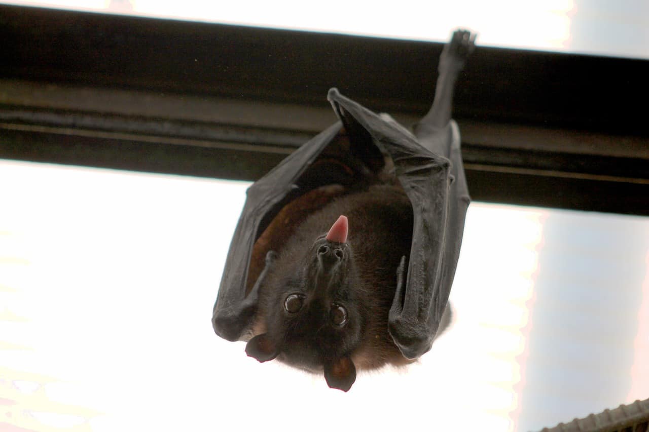 Vampire bats form deep social bonds by grooming before sharing blood ...