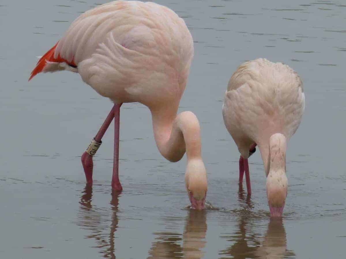 Flamingos form friendships that last years - ScienceBlog.com