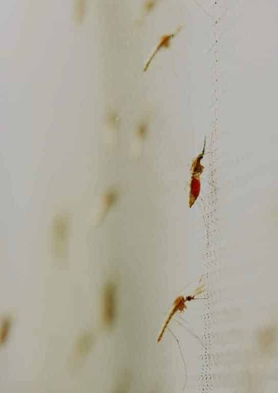 Malaria risk is highest in early evening, study finds - ScienceBlog.com