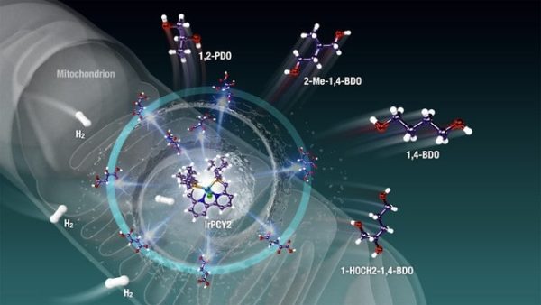 Harvesting energy from living cells to beat climate change ...
