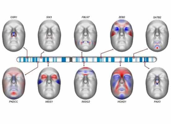 Researchers Scan DNA to Learn How Facial Features Form - ScienceBlog.com