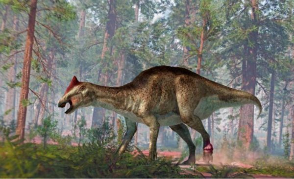 A foot tumor and two tail fractures complicated the life of this ...