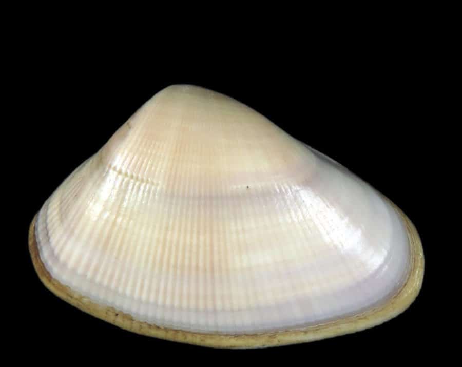 Close as a Clam - ScienceBlog.com