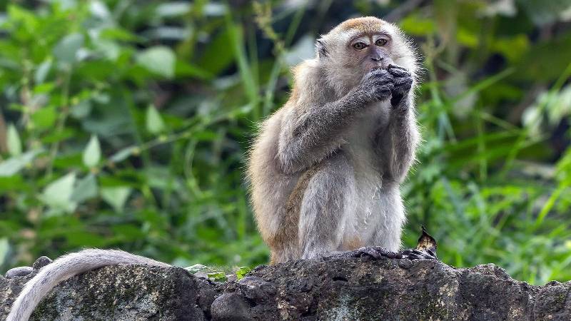 Monkey Guts Hold Secret to Surviving Winter's Harsh Menu - ScienceBlog.com