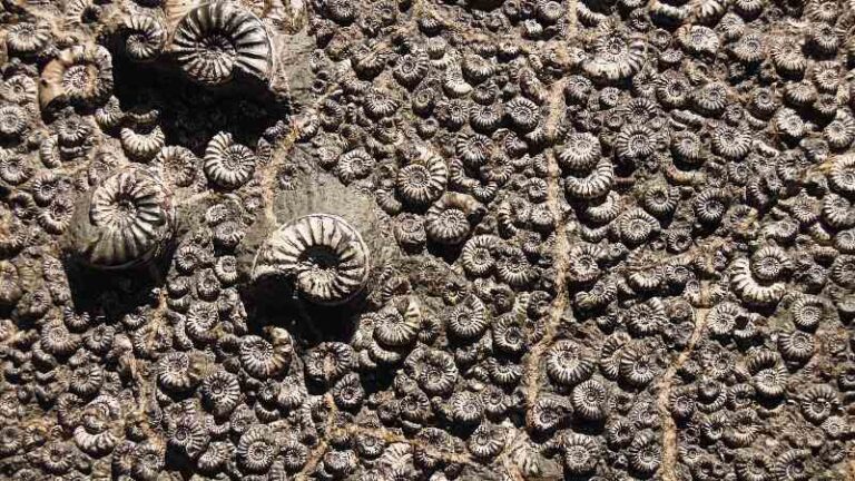 Fossil Record Gaps Not as Problematic for Evolutionary Theory as Once ...