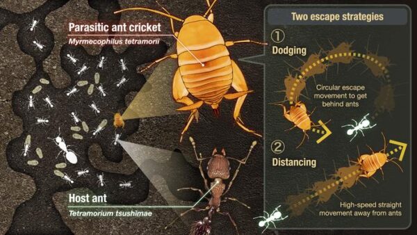 Clever Crickets Master Art of Survival in Hostile Ant Colonies ...
