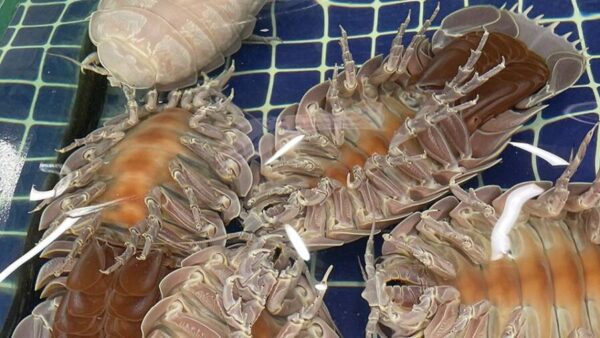 Deep-Sea 'Darth Vader' Bug Becomes Vietnam's Latest Seafood Craze ...