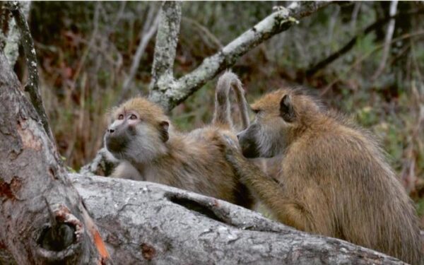 Male Baboons Who Invest in Female Friendships Reveal Evolution's Gentle ...